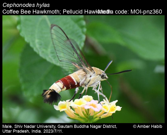 Cephonodes hylas (Linnaeus, [1771]) - Coffee Bee Hawkmoth; Pellucid Hawkmoth | Moths